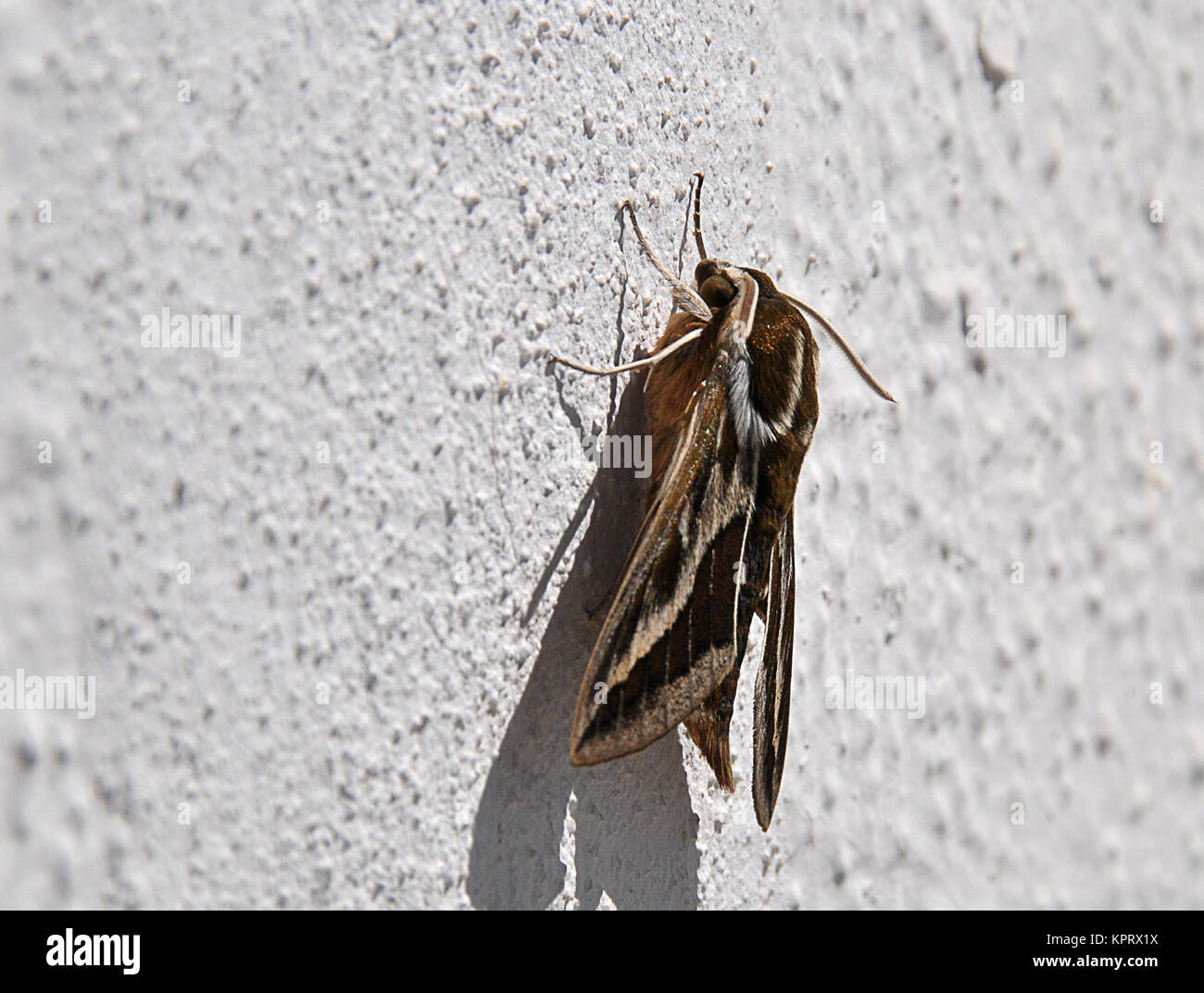 falter in gran canaria Stock Photo - Alamy