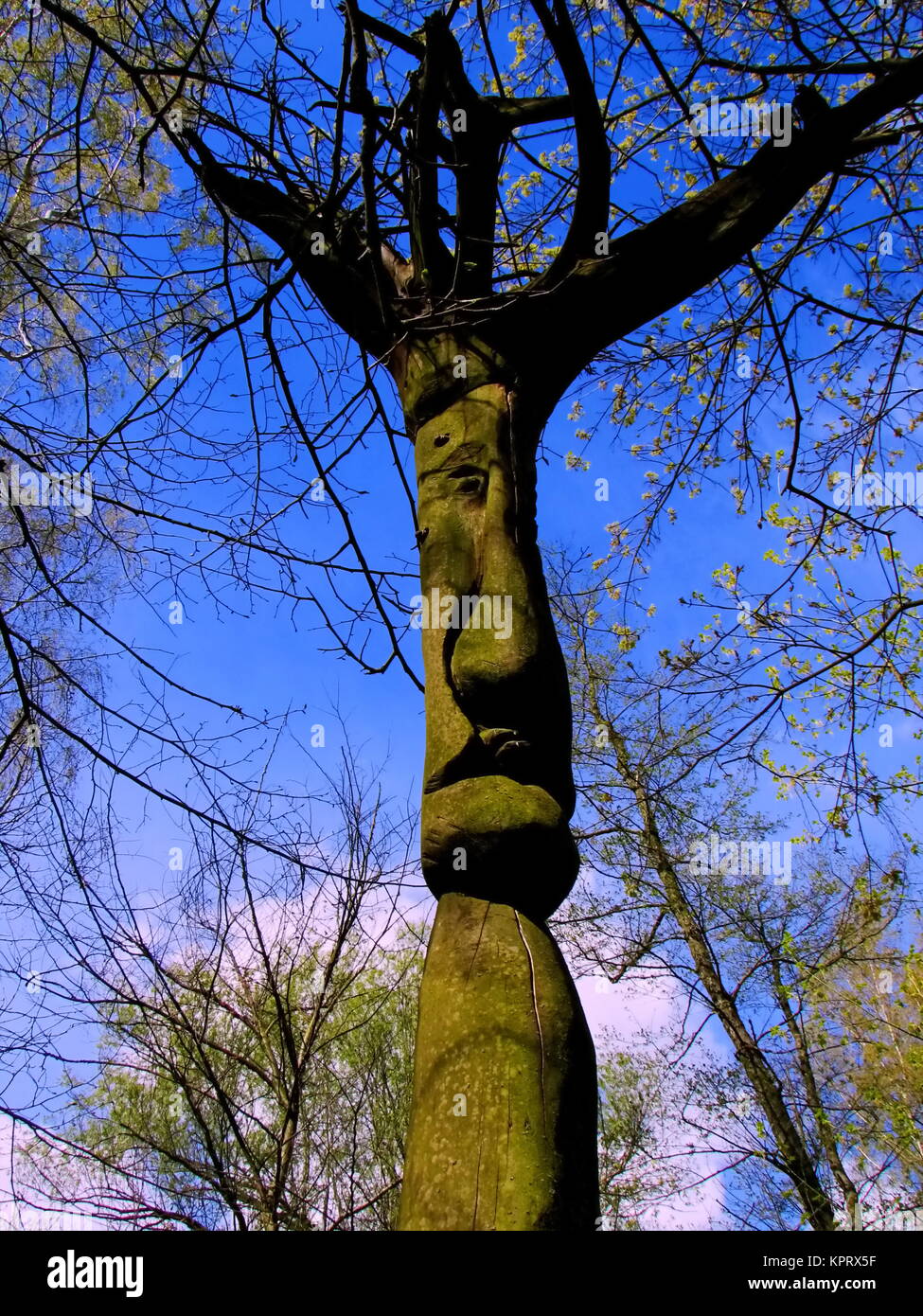 My friend the tree Stock Photo - Alamy