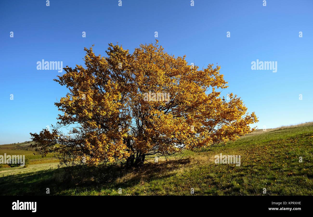 Typical landscape with tree in Burgenland Stock Photo - Alamy
