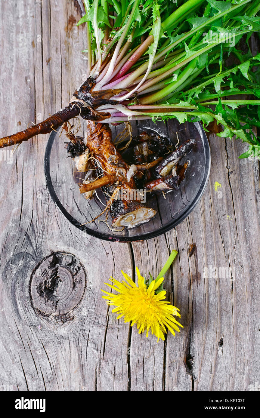 roots of dandelion flower Stock Photo - Alamy