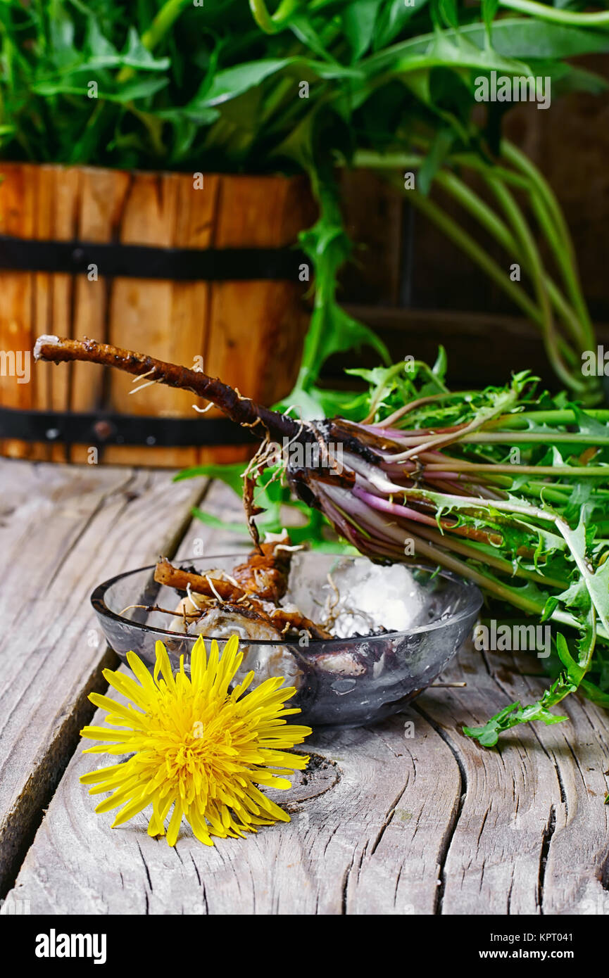 roots of dandelion flower Stock Photo - Alamy