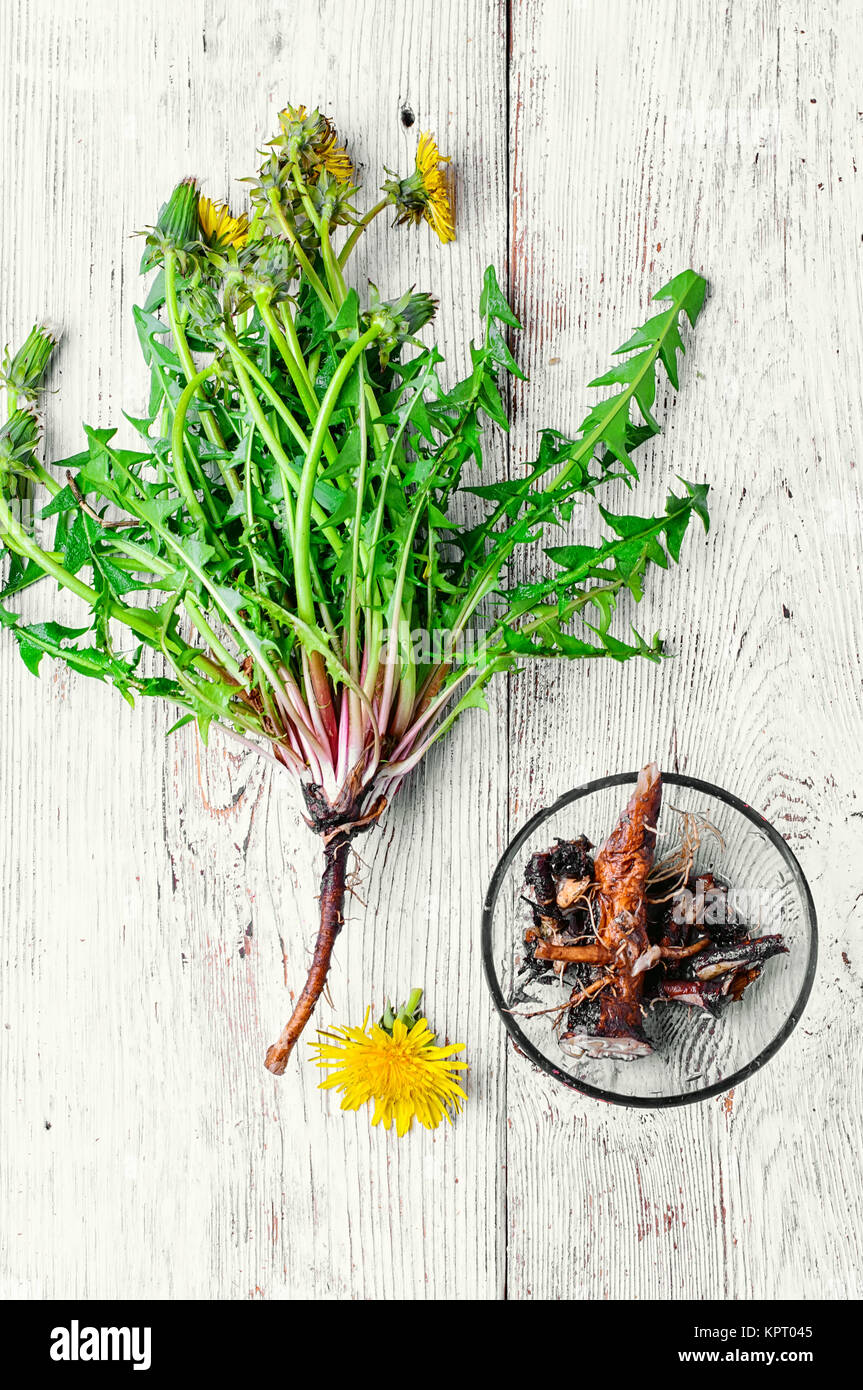 roots of dandelion flower Stock Photo - Alamy