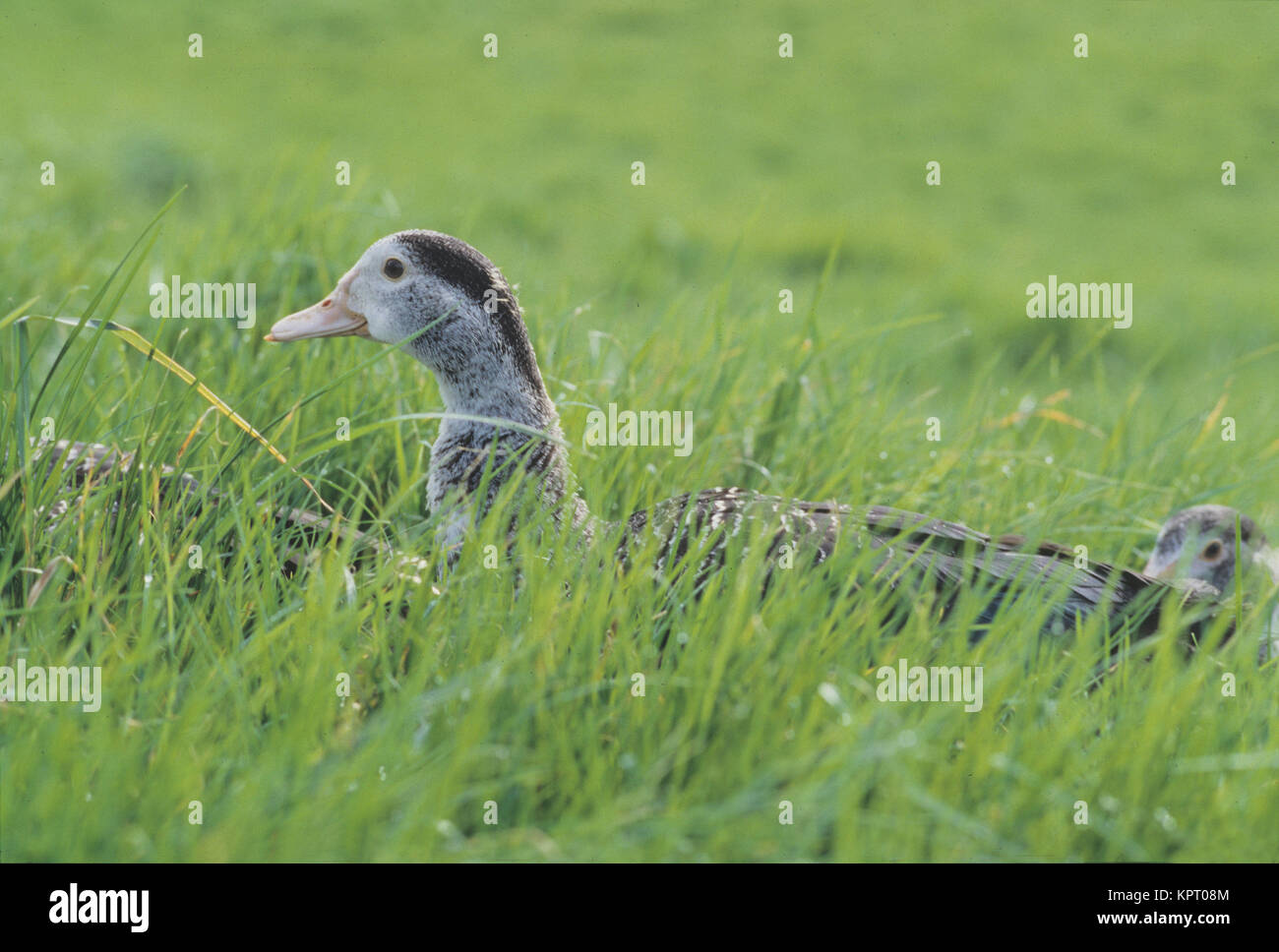 The duck from Challans Stock Photo - Alamy