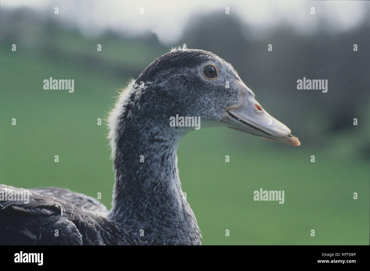 The duck from Challans Stock Photo - Alamy