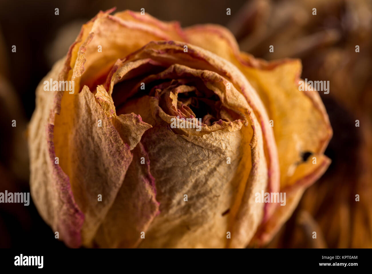 Decoration of dried flowers. Roses Stock Photo - Alamy