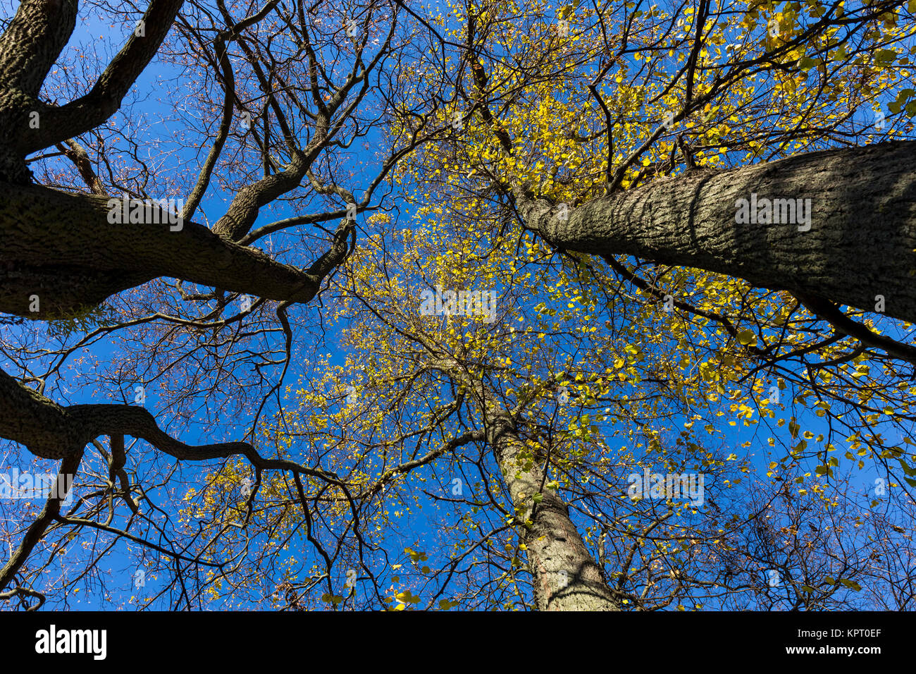 Late fall trees and blue sky Stock Photo - Alamy