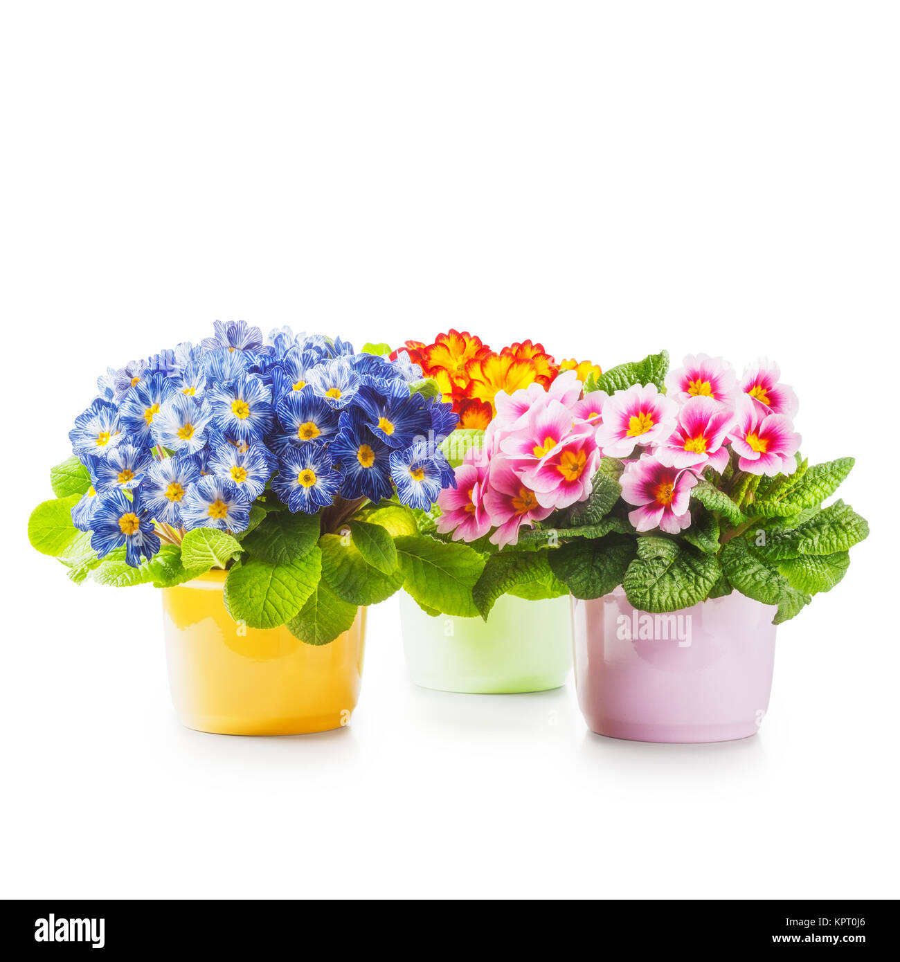 Spring primrose flowers. Flowerpots with colorful primula isolated on ...