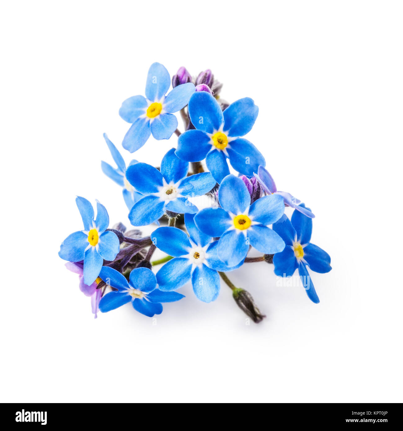 Blue forget me not flowers bunch isolated on white background clipping ...