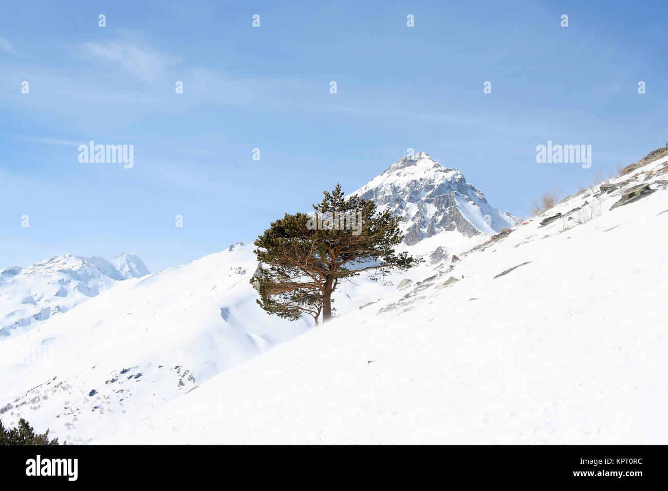 Tree on a mountain slope Stock Photo - Alamy