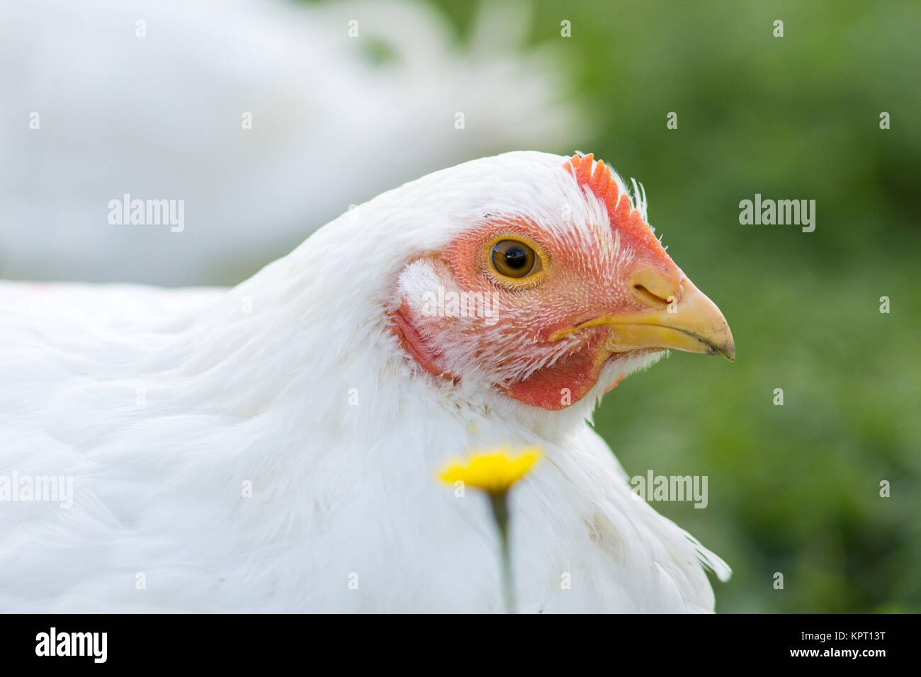 young broiler in freewheeling attitude / young broiler chicken Stock ...