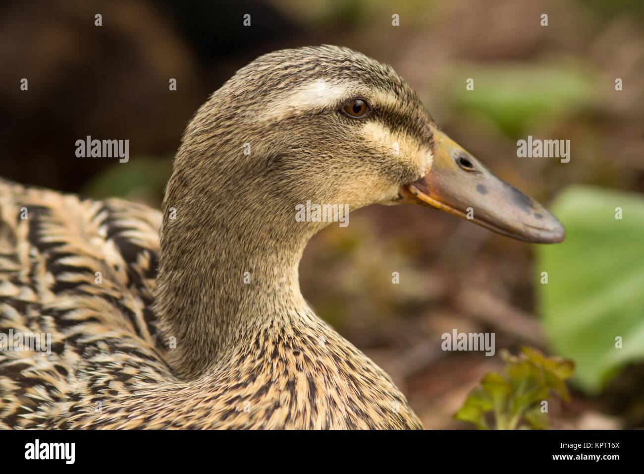 female duck / female duck Stock Photo - Alamy