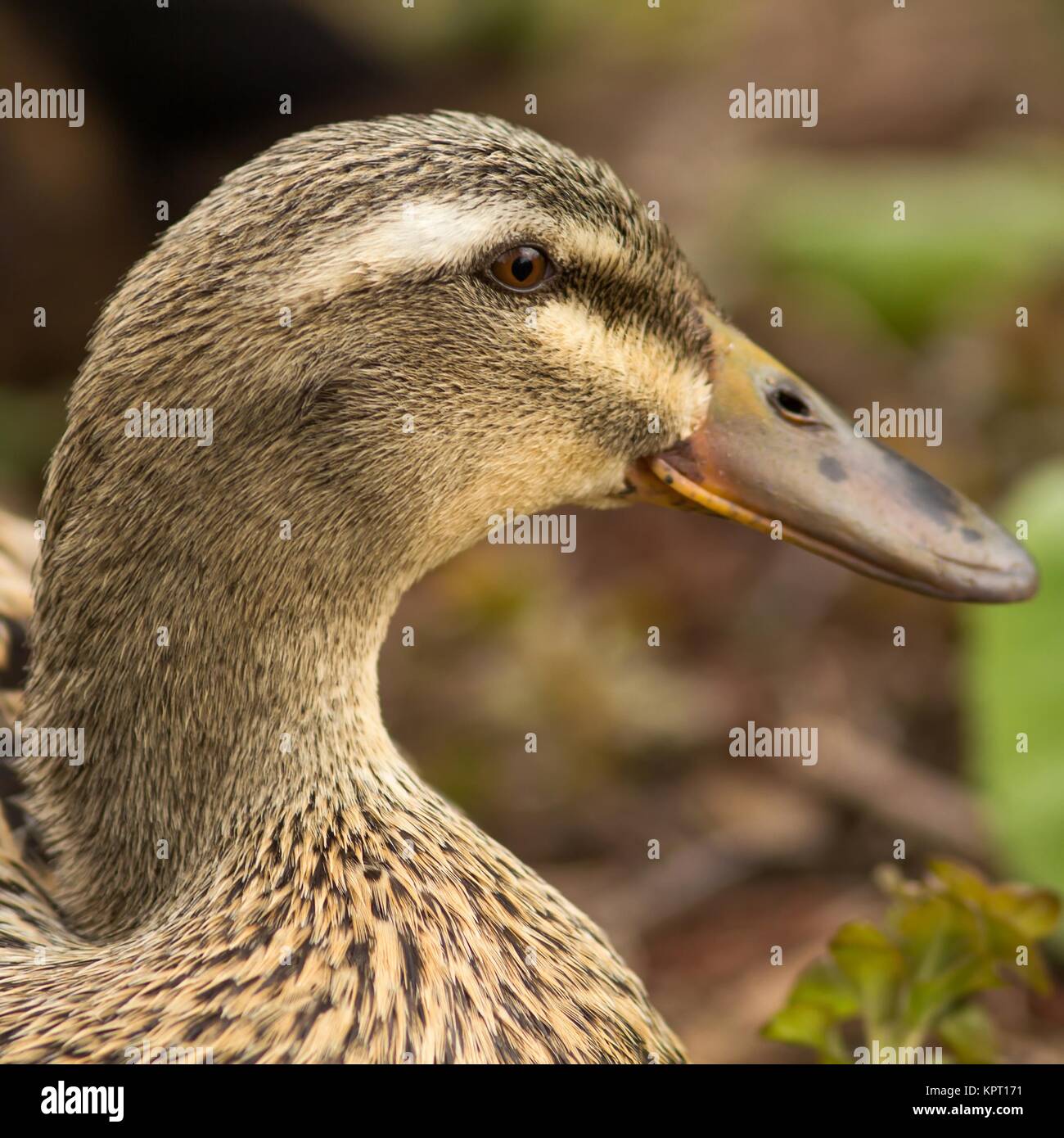 female duck / female duck Stock Photo - Alamy