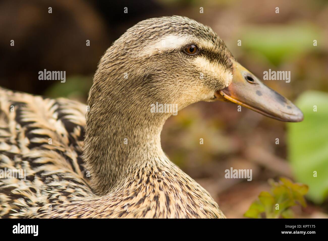 female duck / female duck Stock Photo - Alamy