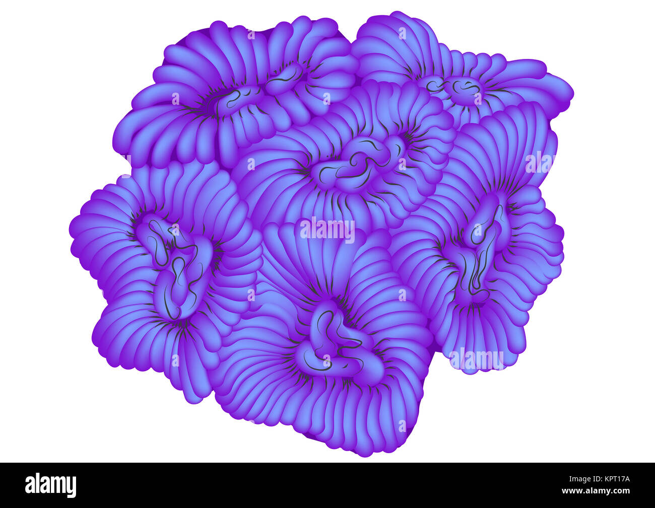 Decorative coral hi-res stock photography and images - Alamy