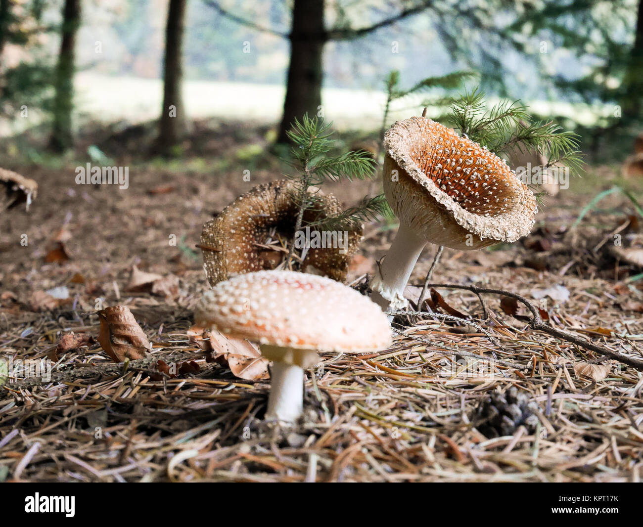 Mushrooms in the forest Stock Photo - Alamy