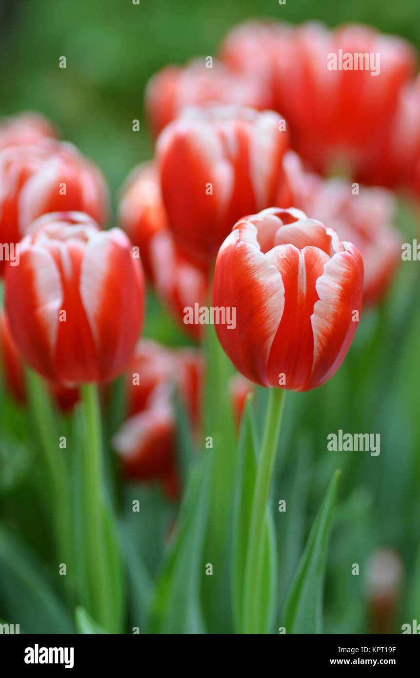 Beautiful of tulips Stock Photo - Alamy