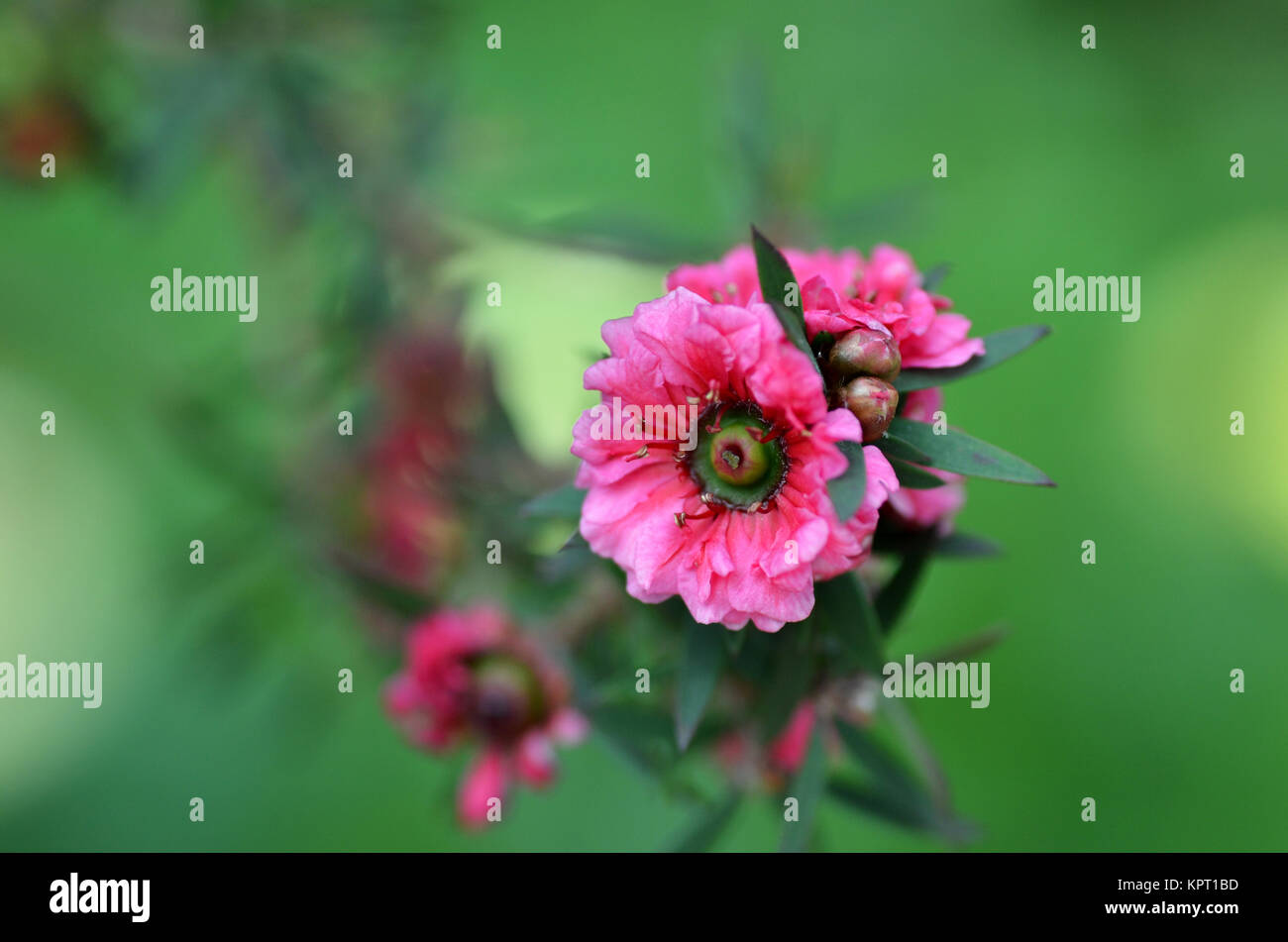 Manuka myrtle's white-pink flower blooming Stock Photo - Alamy