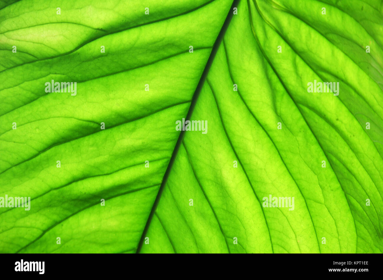 Tree green leaf close up Stock Photo - Alamy