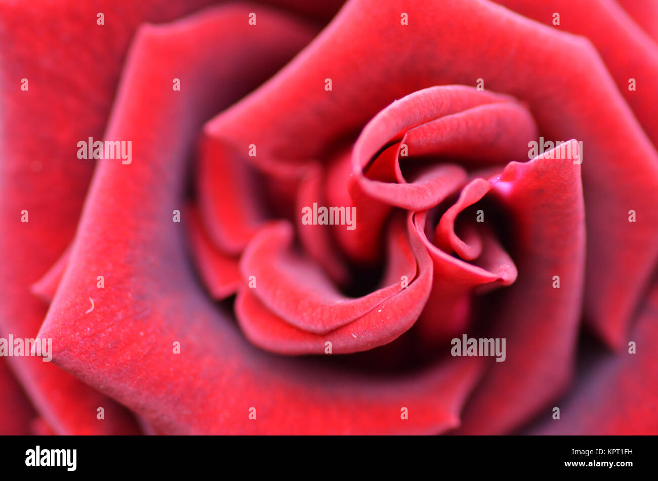 Macro Shot of a Red Rose Stock Photo - Alamy