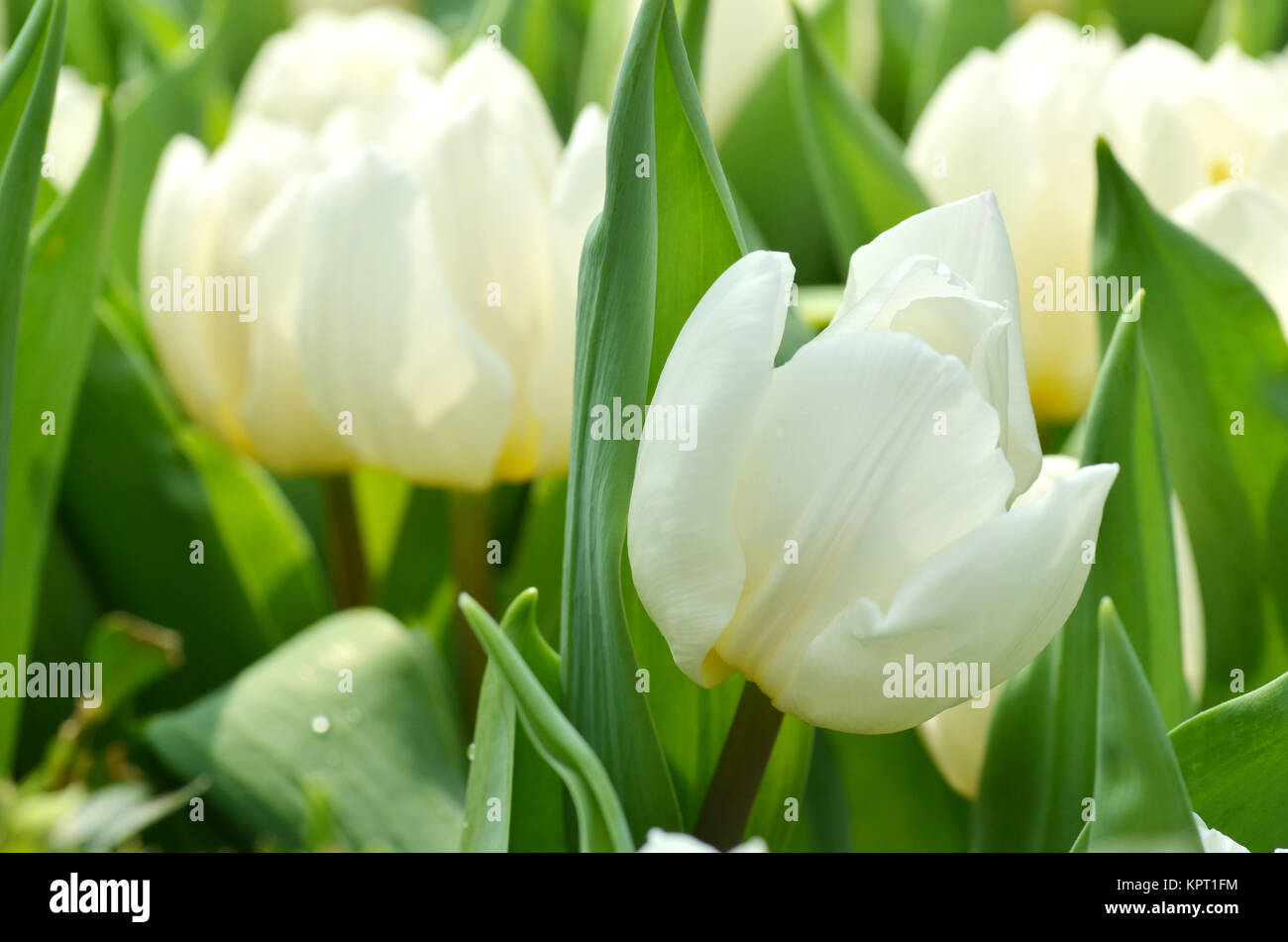 Tulips in spring Stock Photo - Alamy