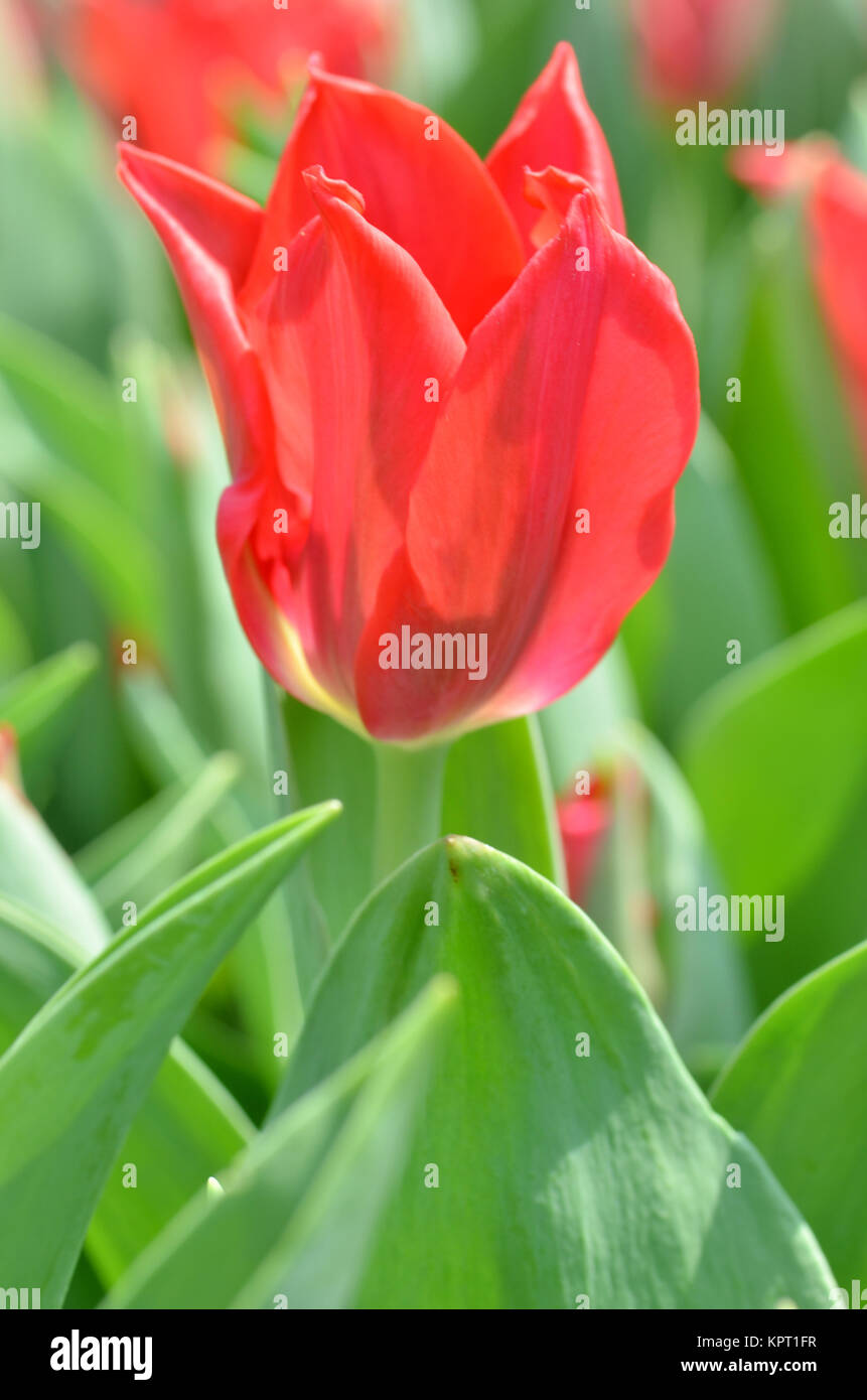 Tulips in spring Stock Photo - Alamy
