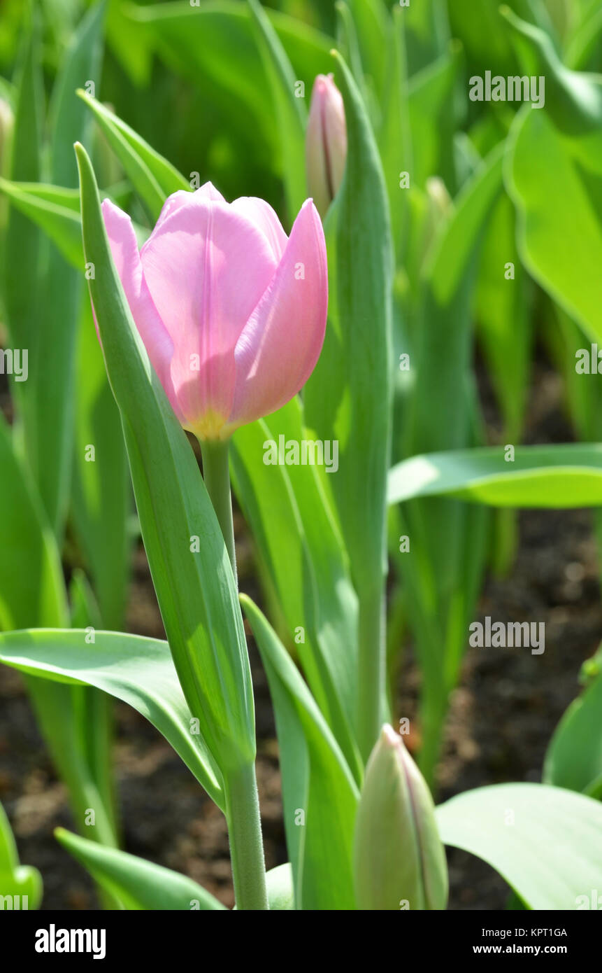 Beautiful close up of tulips in Gardens by the Bay in Singapore Stock ...