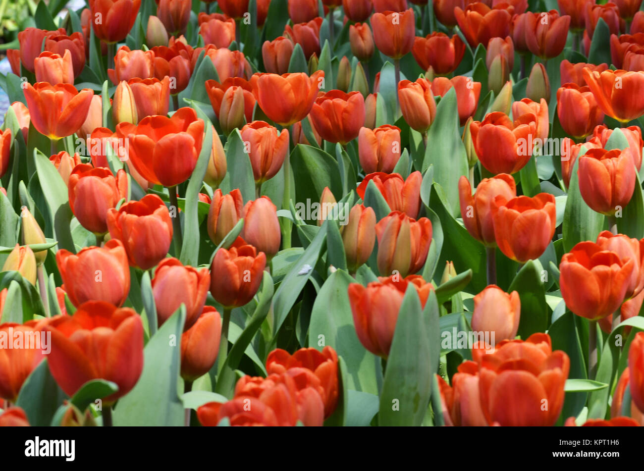 Tulips in spring Stock Photo - Alamy
