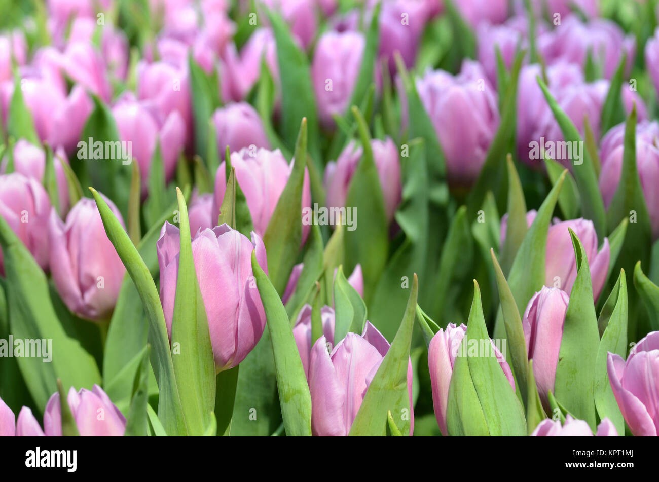 Tulips in spring Stock Photo - Alamy