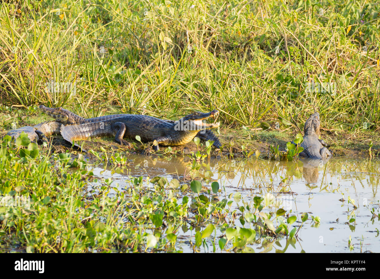 Caiman which heats up in the morning sun from Pantanal, Brazil ...