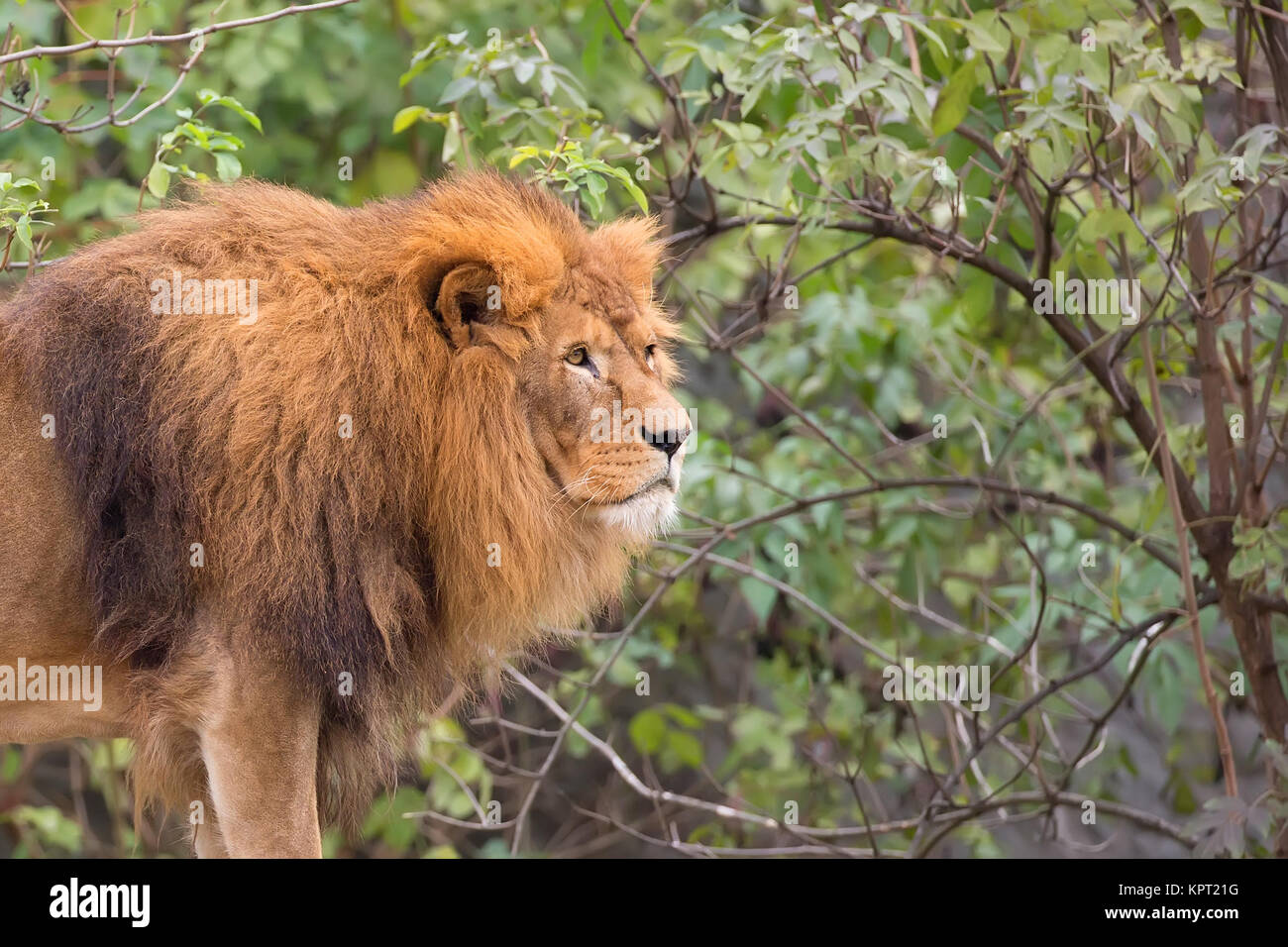 Lion in a clearing Stock Photo - Alamy