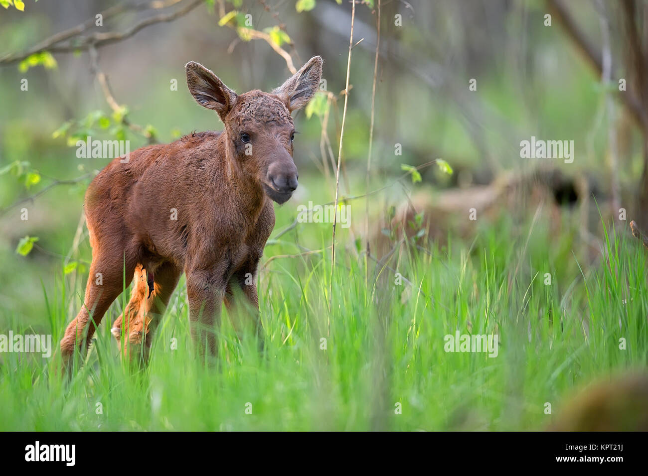 Young moose in the forest Stock Photo - Alamy