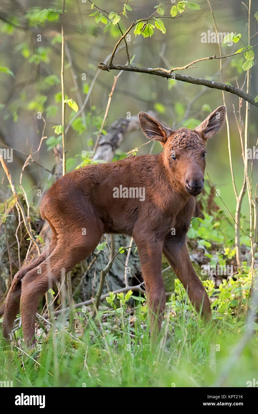 Young moose in the forest Stock Photo - Alamy