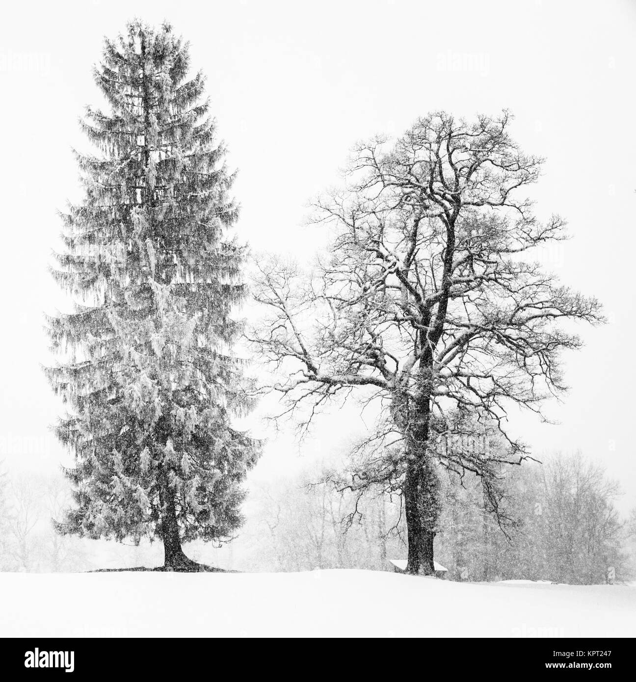 Deciduous trees covered in Black and White Stock Photos & Images - Alamy