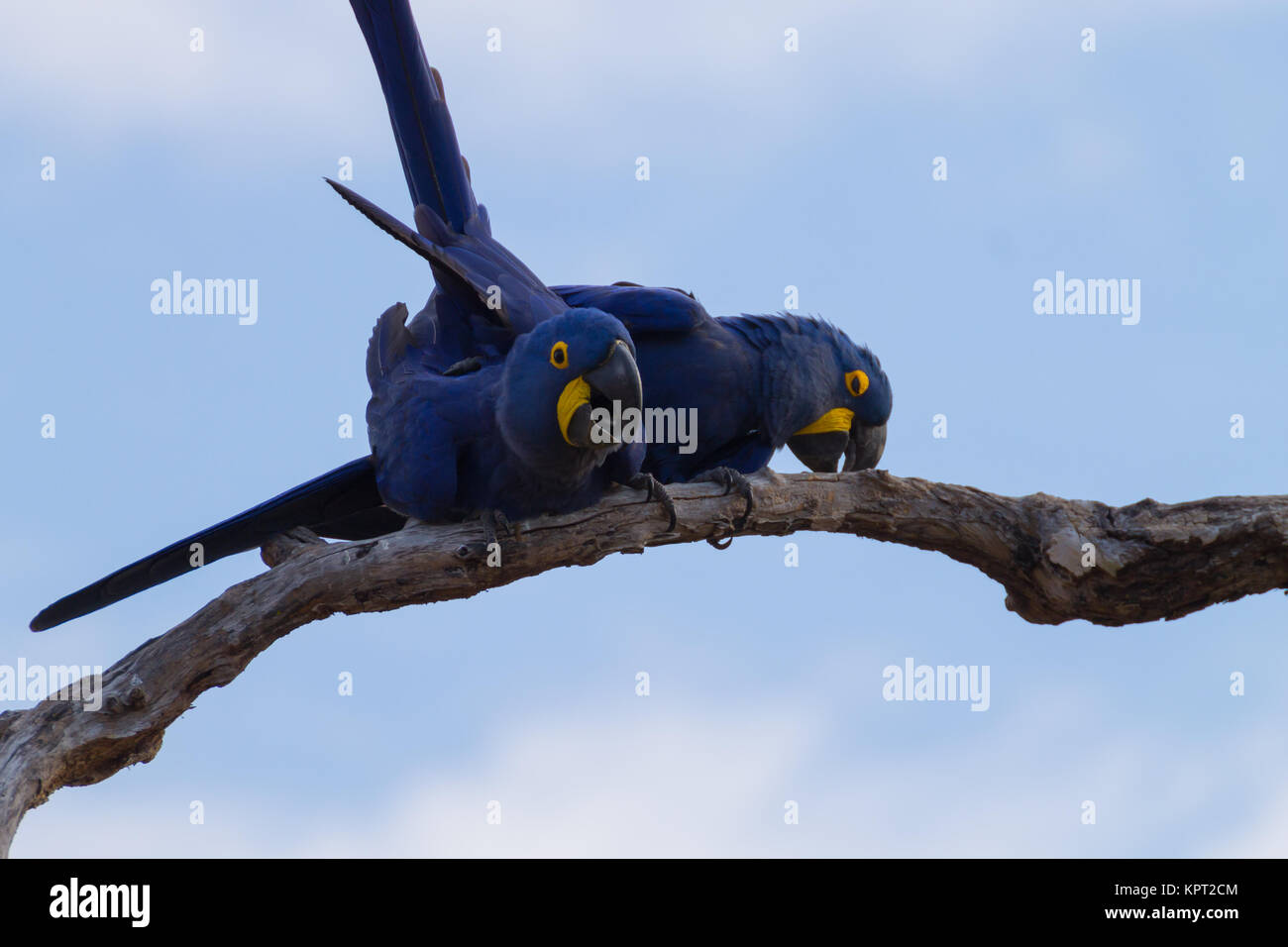 Couple of Hyacinth macaw from Pantanal, Brazil. Brazilian wildlife ...