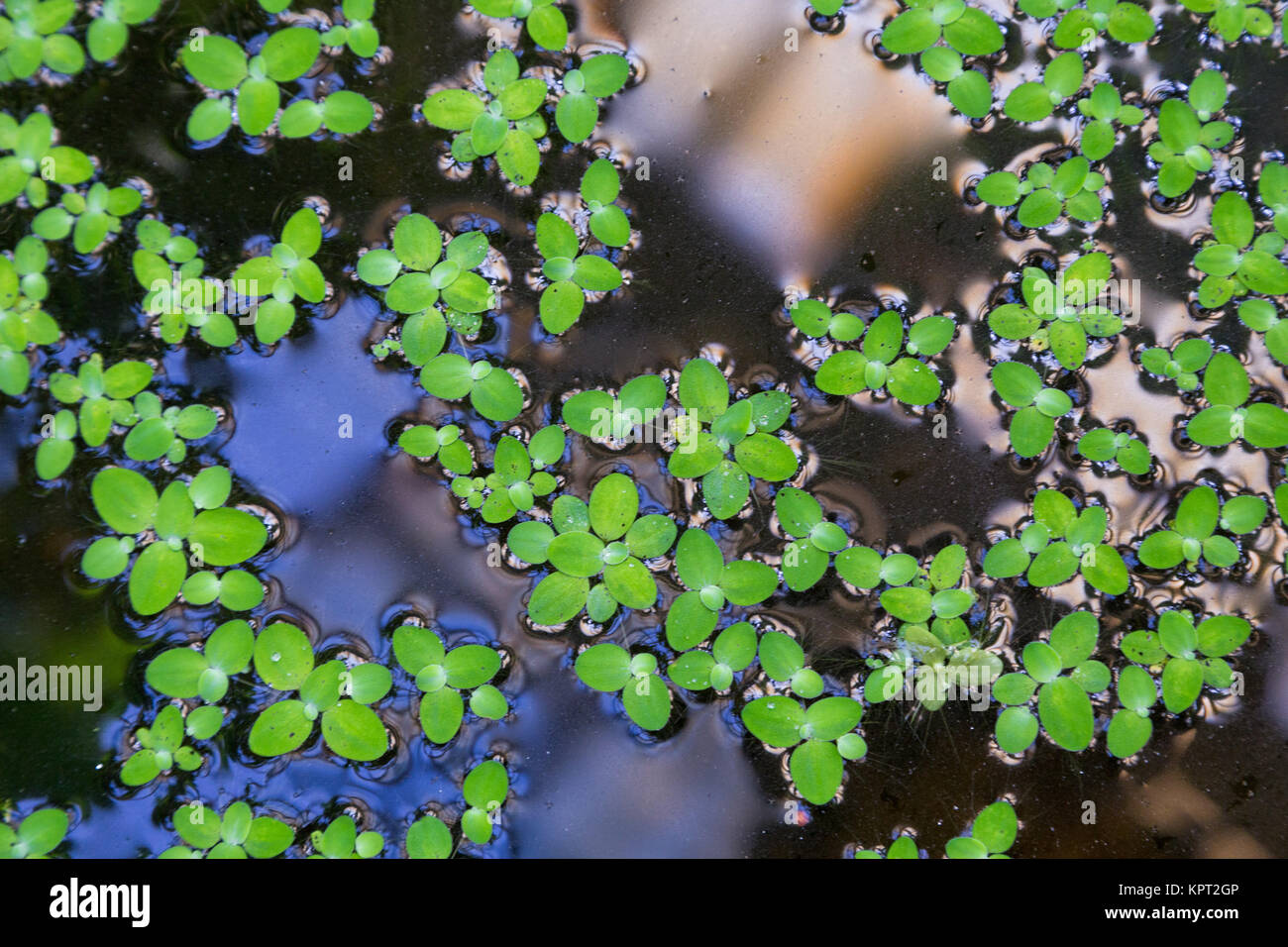 closeup duckweed on water with reflection Stock Photo - Alamy