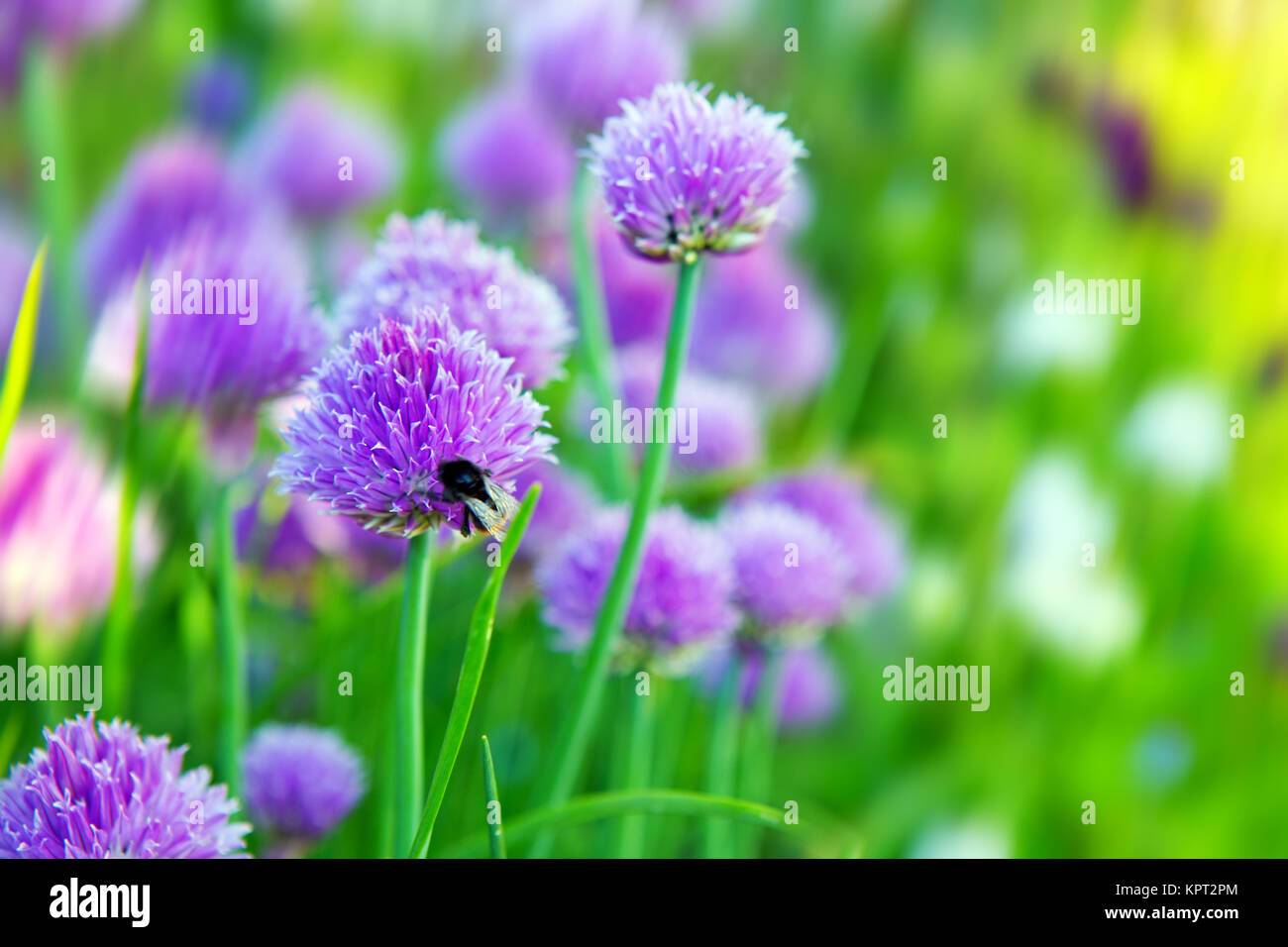 Beautiful Chive Flowers .Chive plants in full bloom. Closeup with ...