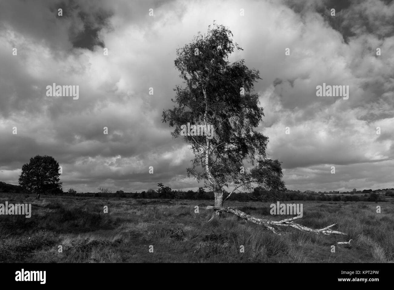 Heathland shrub Black and White Stock Photos & Images - Alamy
