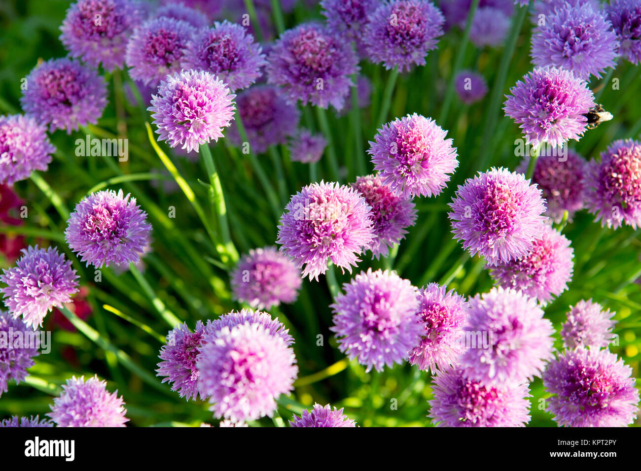 Beautiful Chive Flowers .Chive plants in full bloom. Closeup with ...