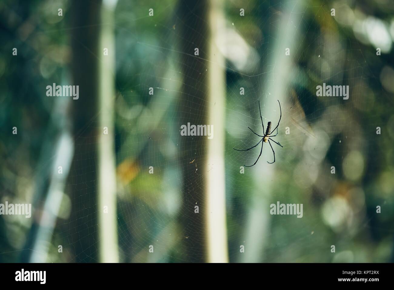 Rainforest spider hi-res stock photography and images - Alamy