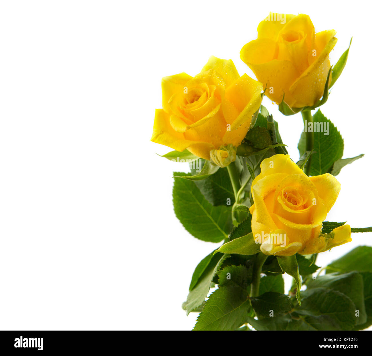 Yellow rose bouquet isolated on white background Stock Photo - Alamy