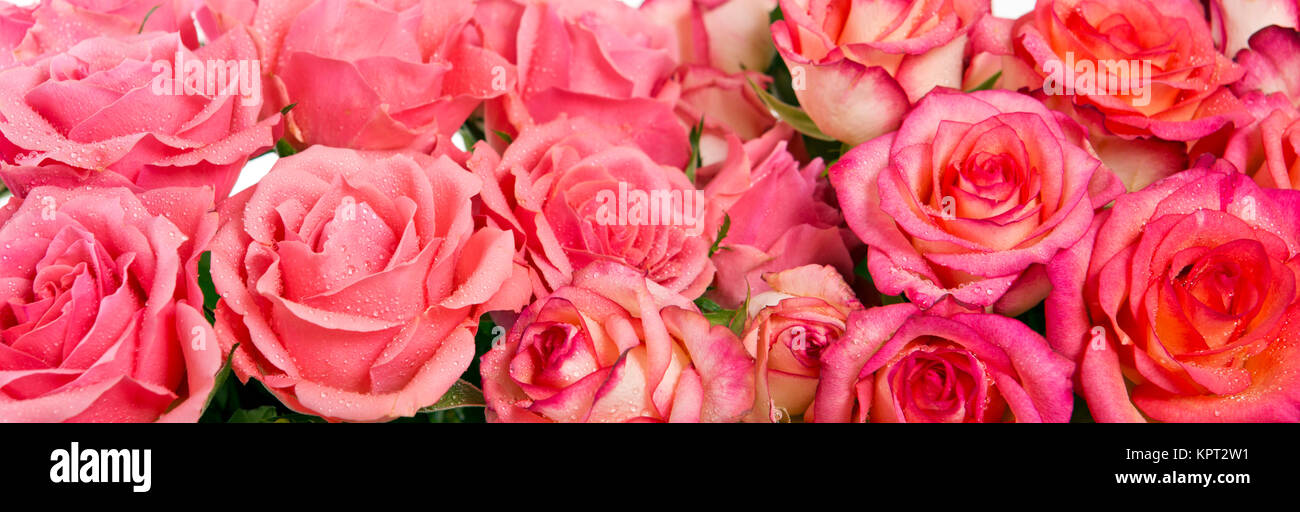 Beautiful pink rose flowers. Roses background.Background image of pink ...