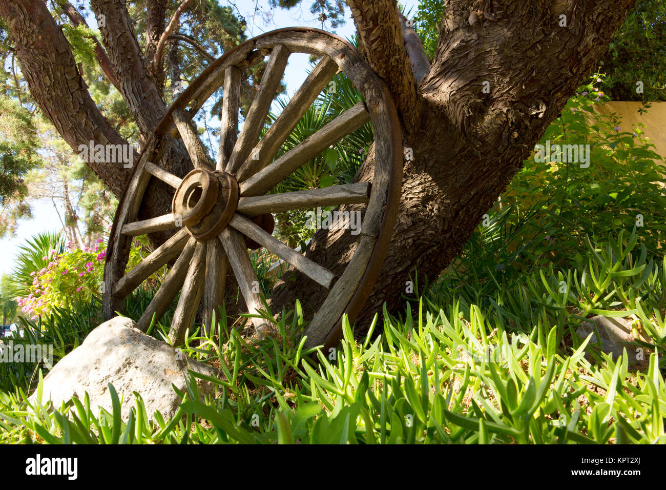 Vintage wooden carriage wheel and old tree Stock Photo - Alamy