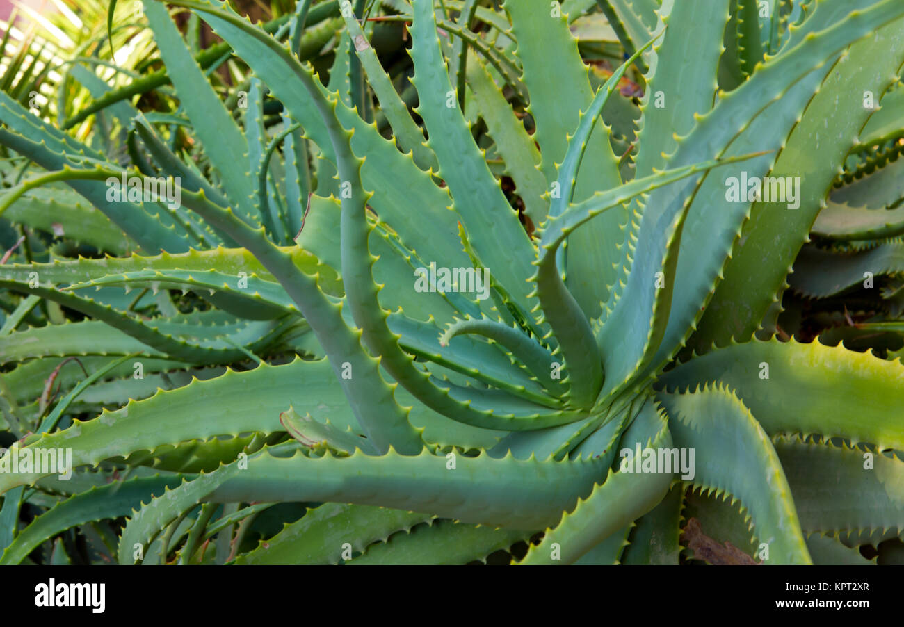 Aloe vera plants, tropical green plants tolerate hot weather Stock ...