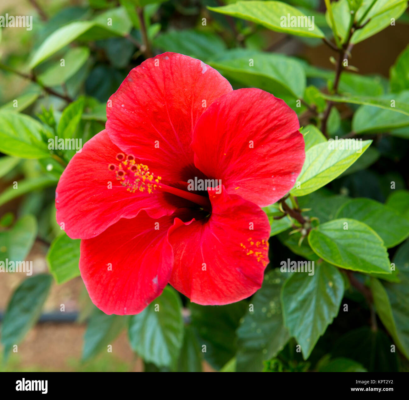 Red hibiscus flower over natural green background. Summer garden Stock ...