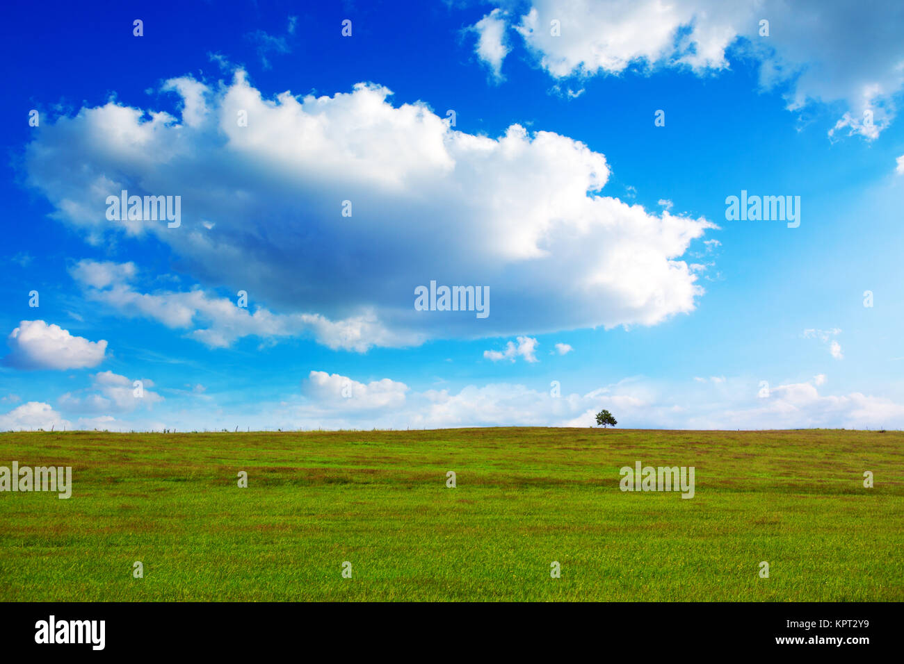 Colorful landscape with field and tree.Summer landscape with green ...