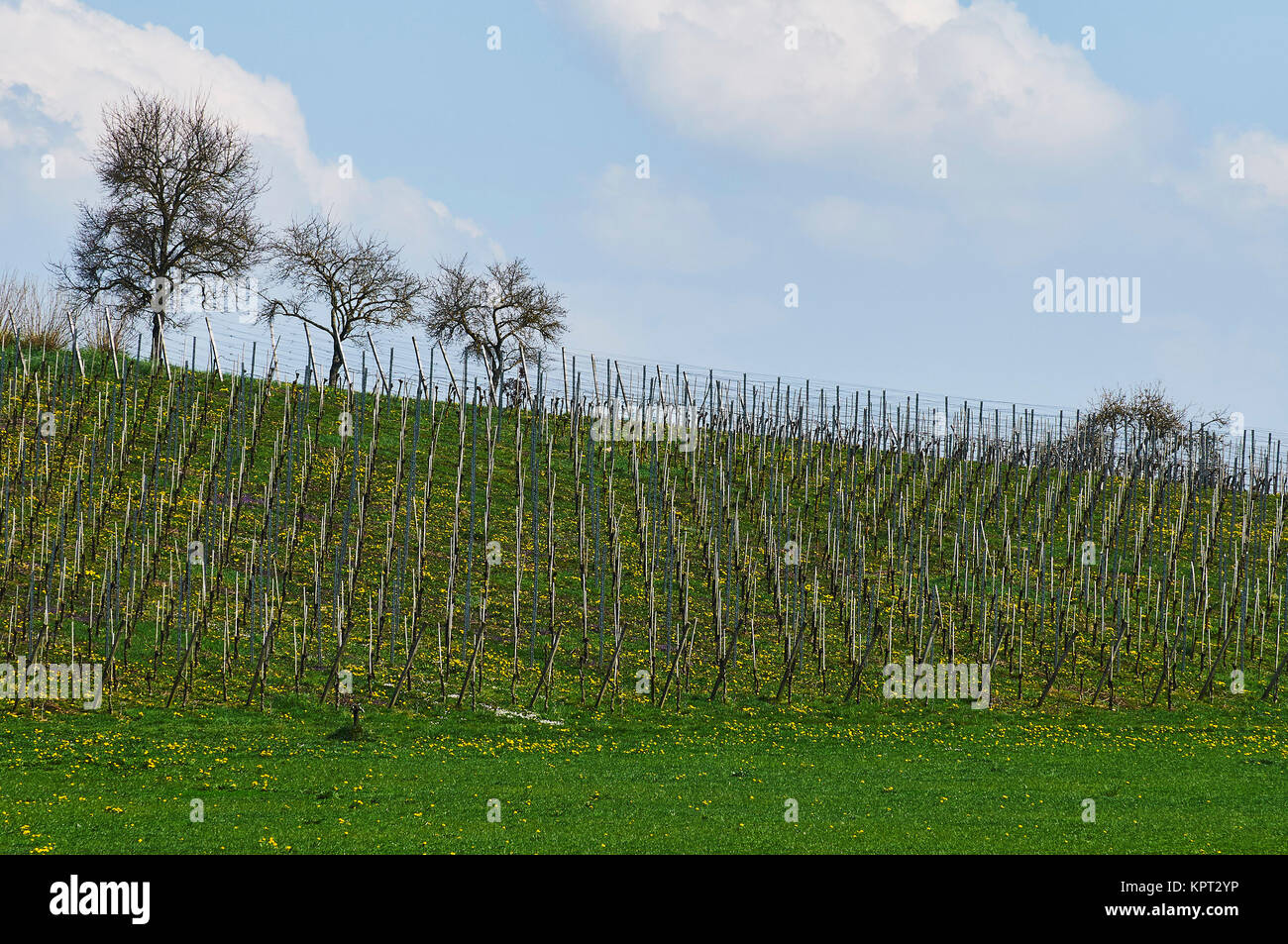 Vineyard watchtower hi-res stock photography and images - Alamy