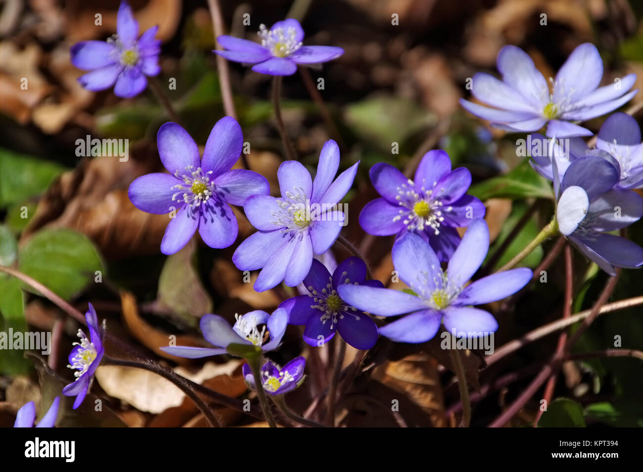 Leberbluemchen im Frühling - blue Hepatica nobilis flower blooming in ...