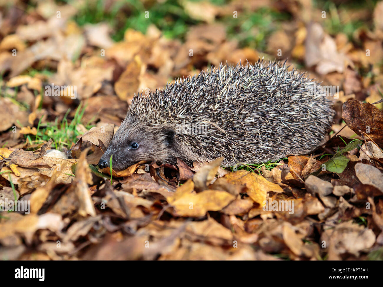 The European hedgehog, also known as the West European hedgehog or ...