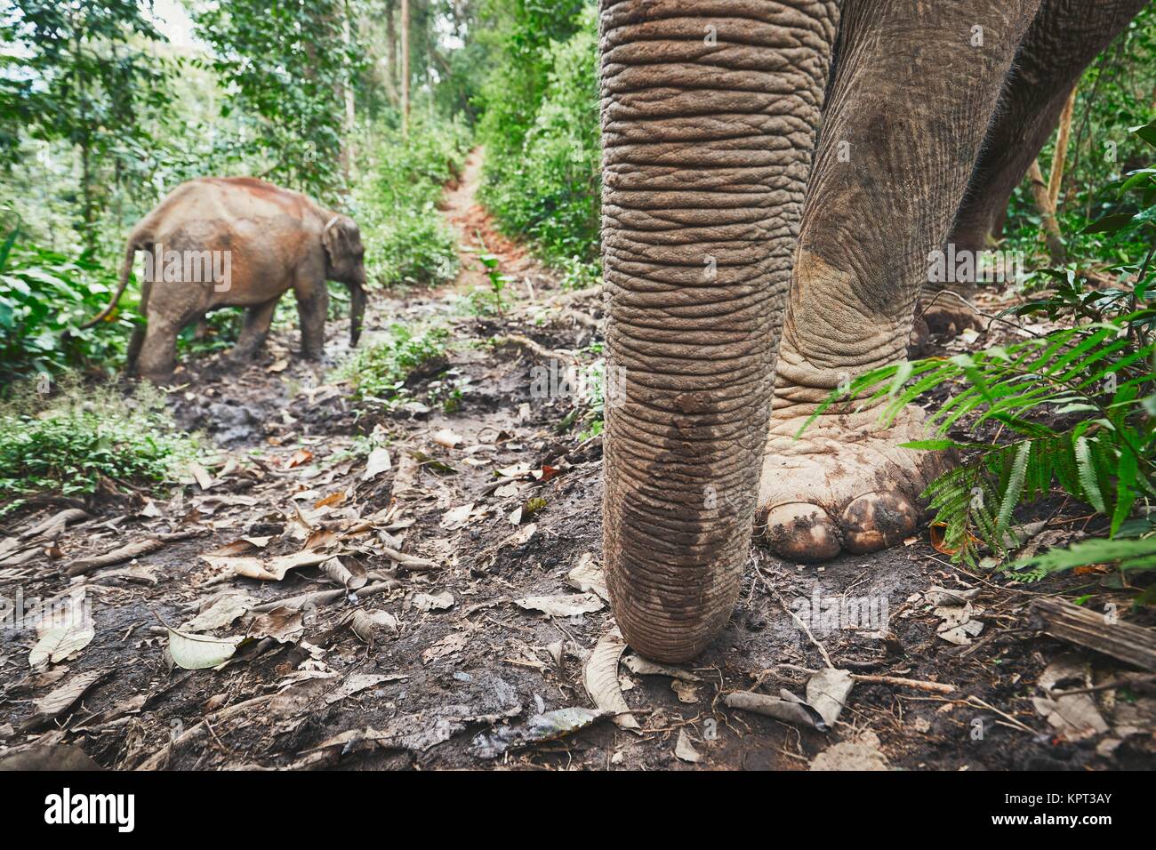 Two asian elephants in tropical rainforest in Chiang Mai Province ...