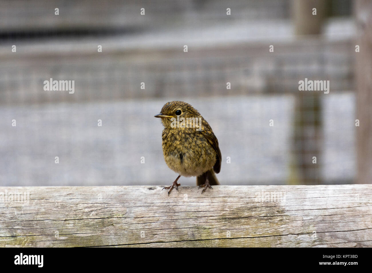 Babybird hi-res stock photography and images - Alamy